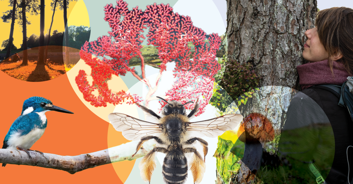 Seks grunner til at biologisk mangfold er nyttig